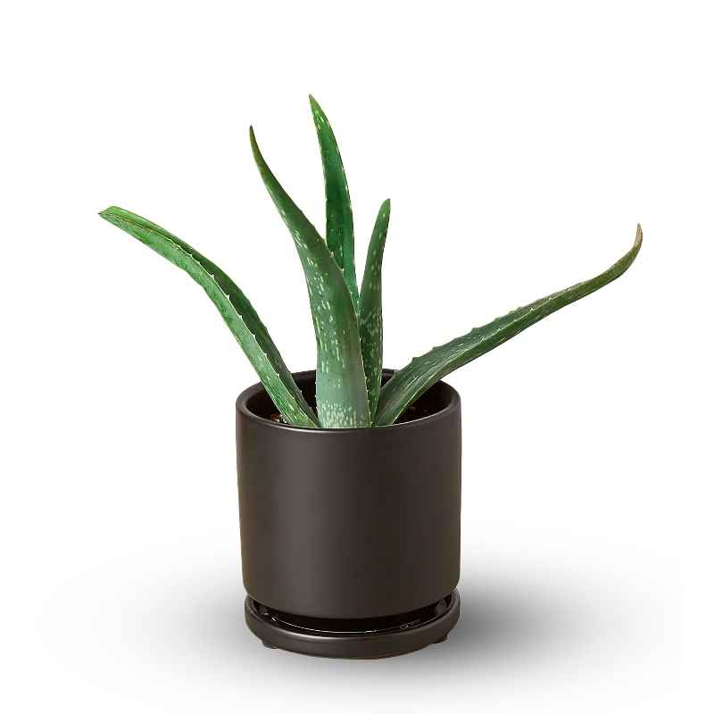Potted Aloe Vera Plant